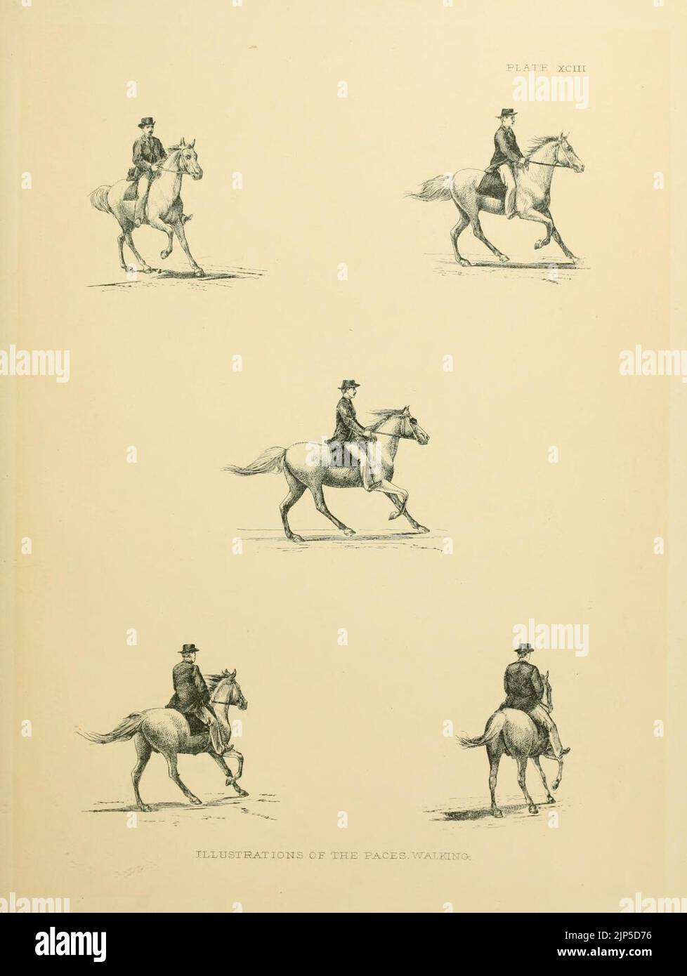 The horse in motion Stock Photo - Alamy