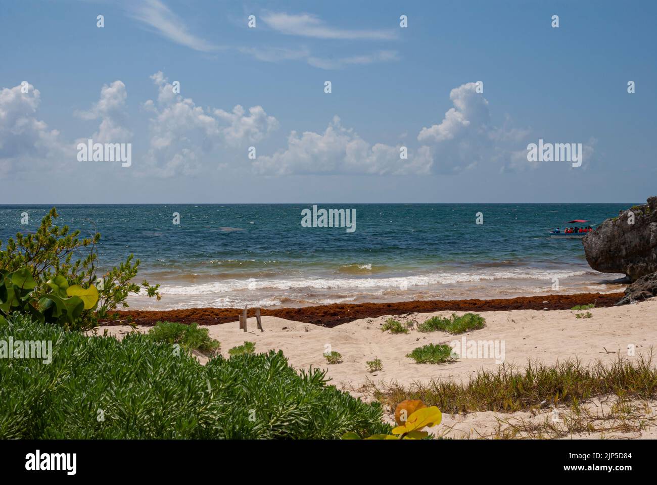 Excessive amounts of sargassum seaweed line the coast underneath Tulum ...