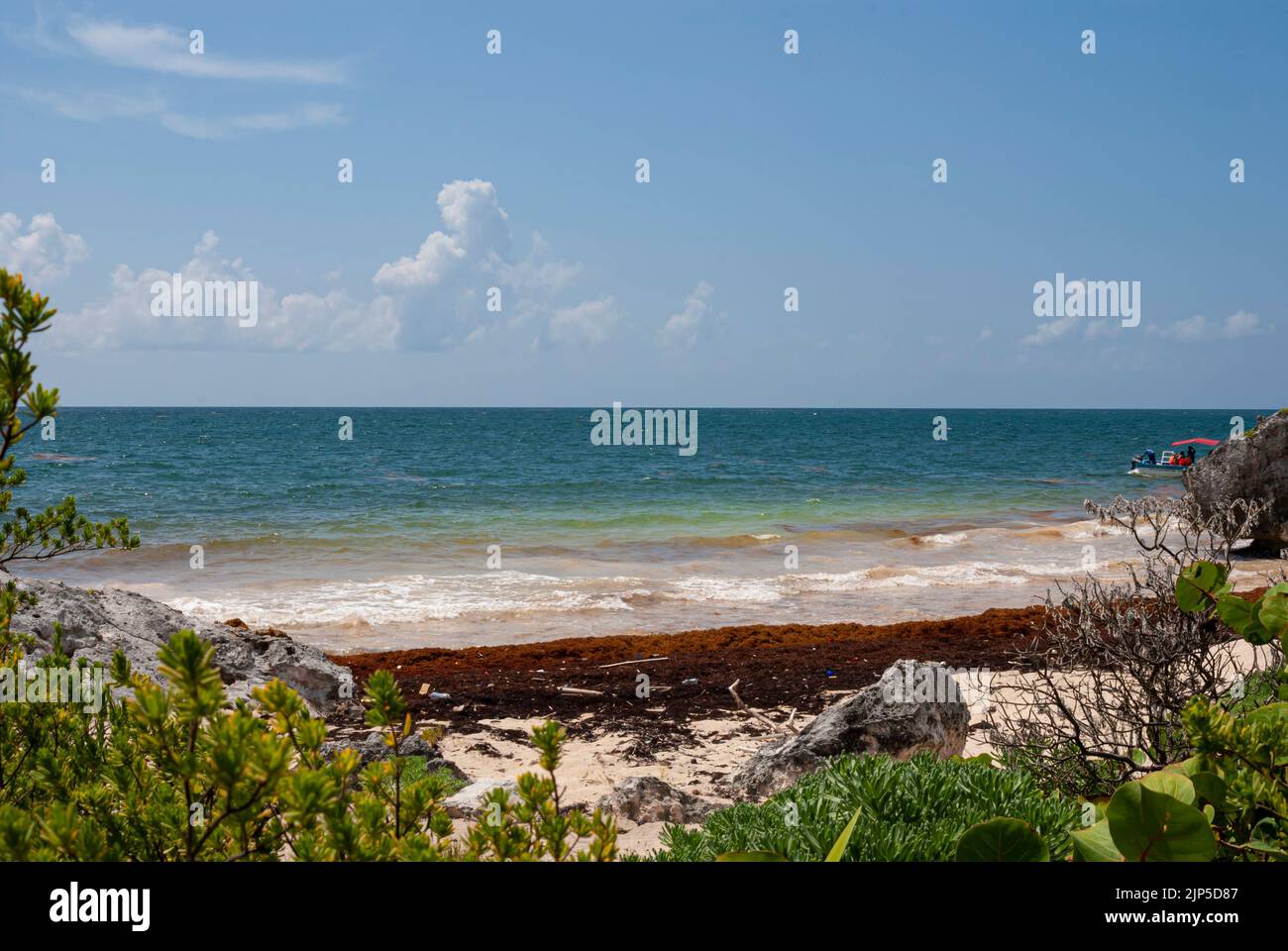 Excessive amounts of sargassum seaweed line the coast underneath Tulum ...