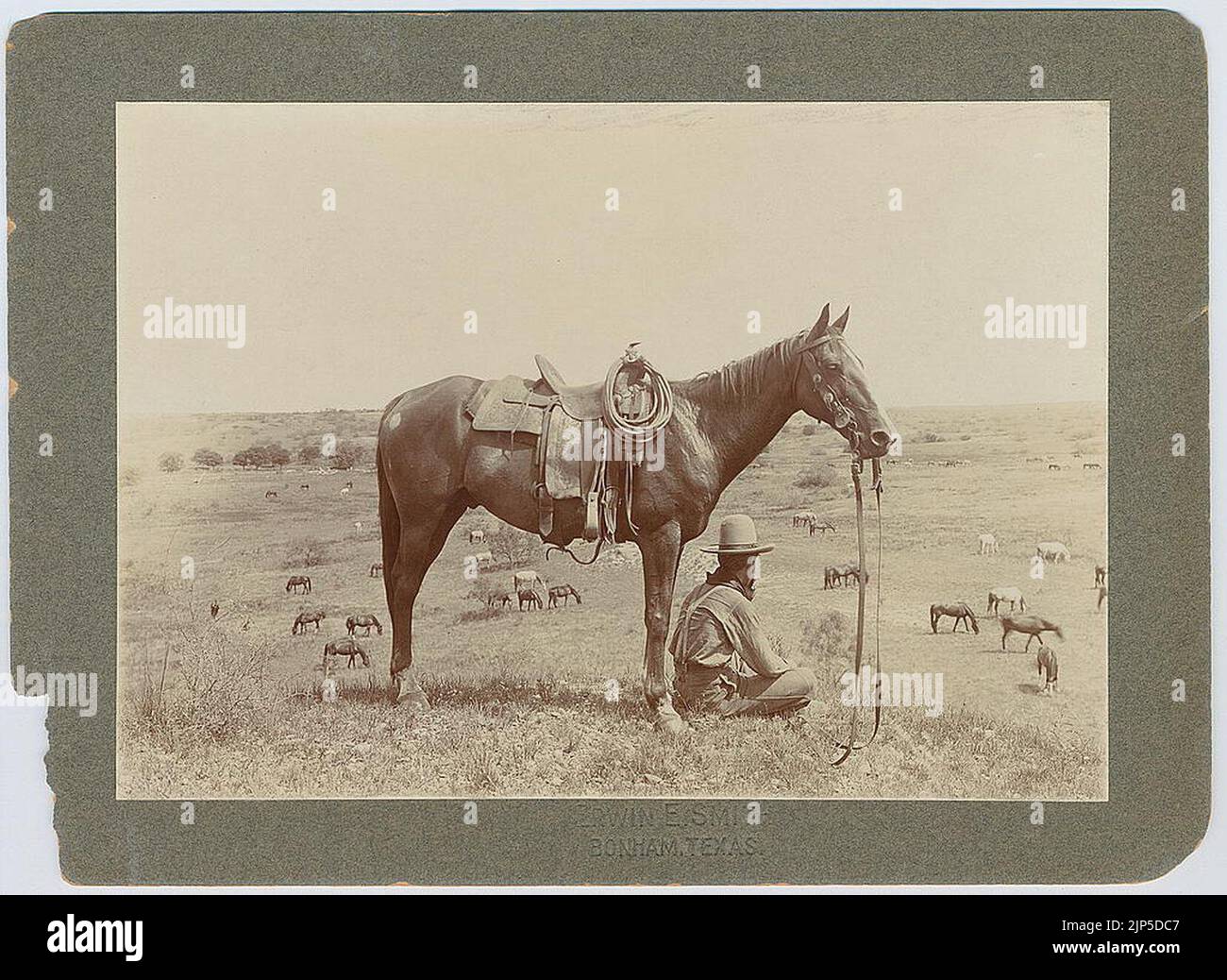 The horse wrangler - Erwin E. Smith, Bonham, Texas Stock Photo - Alamy