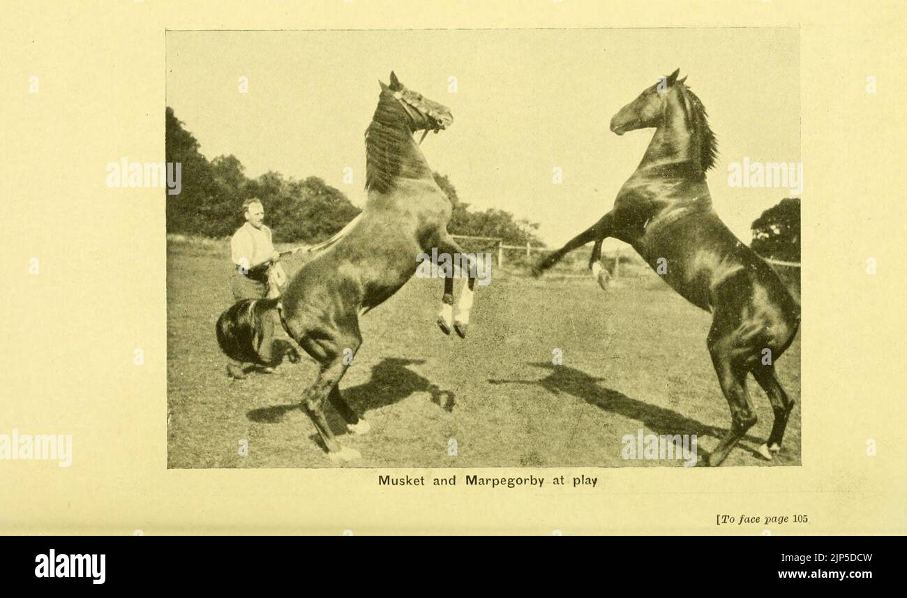 The horse, as comrade and friend Stock Photo - Alamy