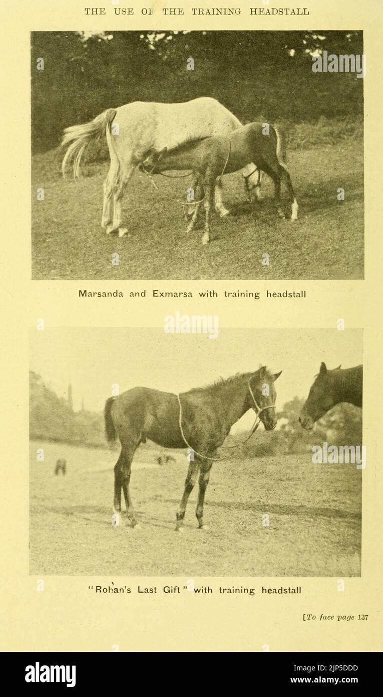 The horse, as comrade and friend Stock Photo - Alamy