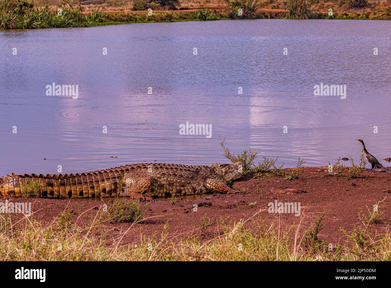 Nairobi National Park Kenya's Capital city Crocodiles or true ...
