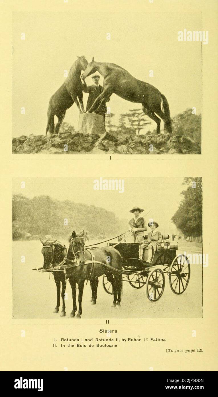 The horse, as comrade and friend Stock Photo - Alamy