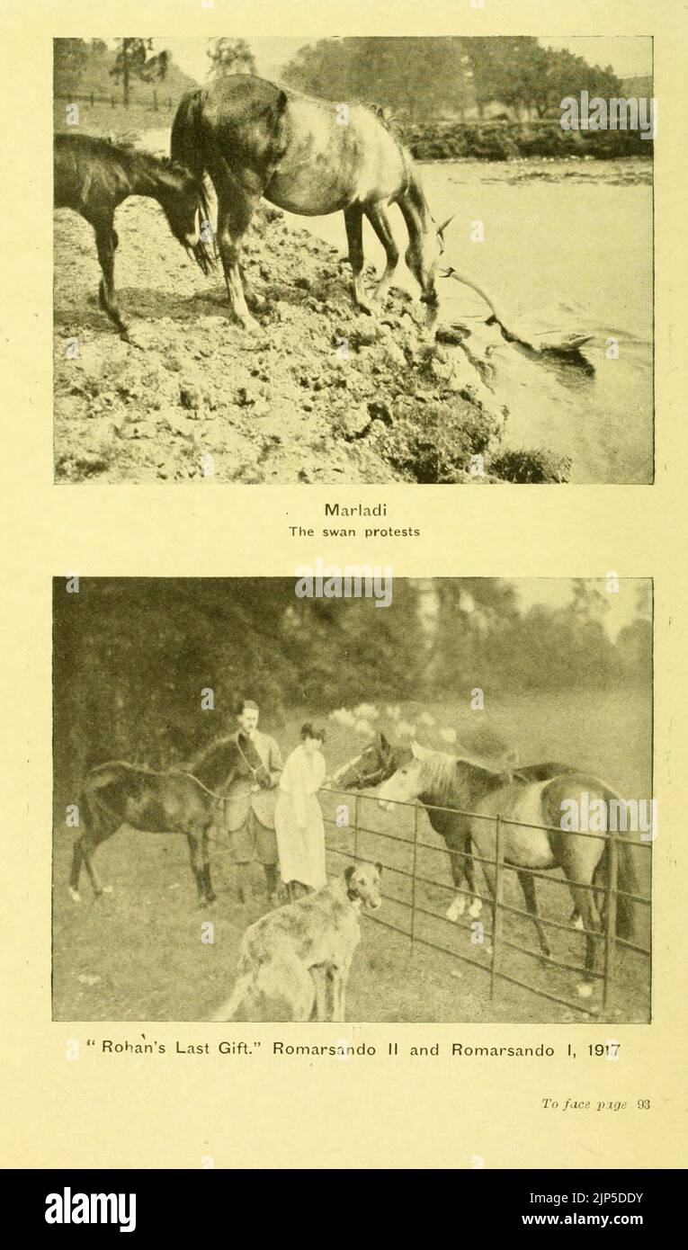 The horse, as comrade and friend Stock Photo - Alamy