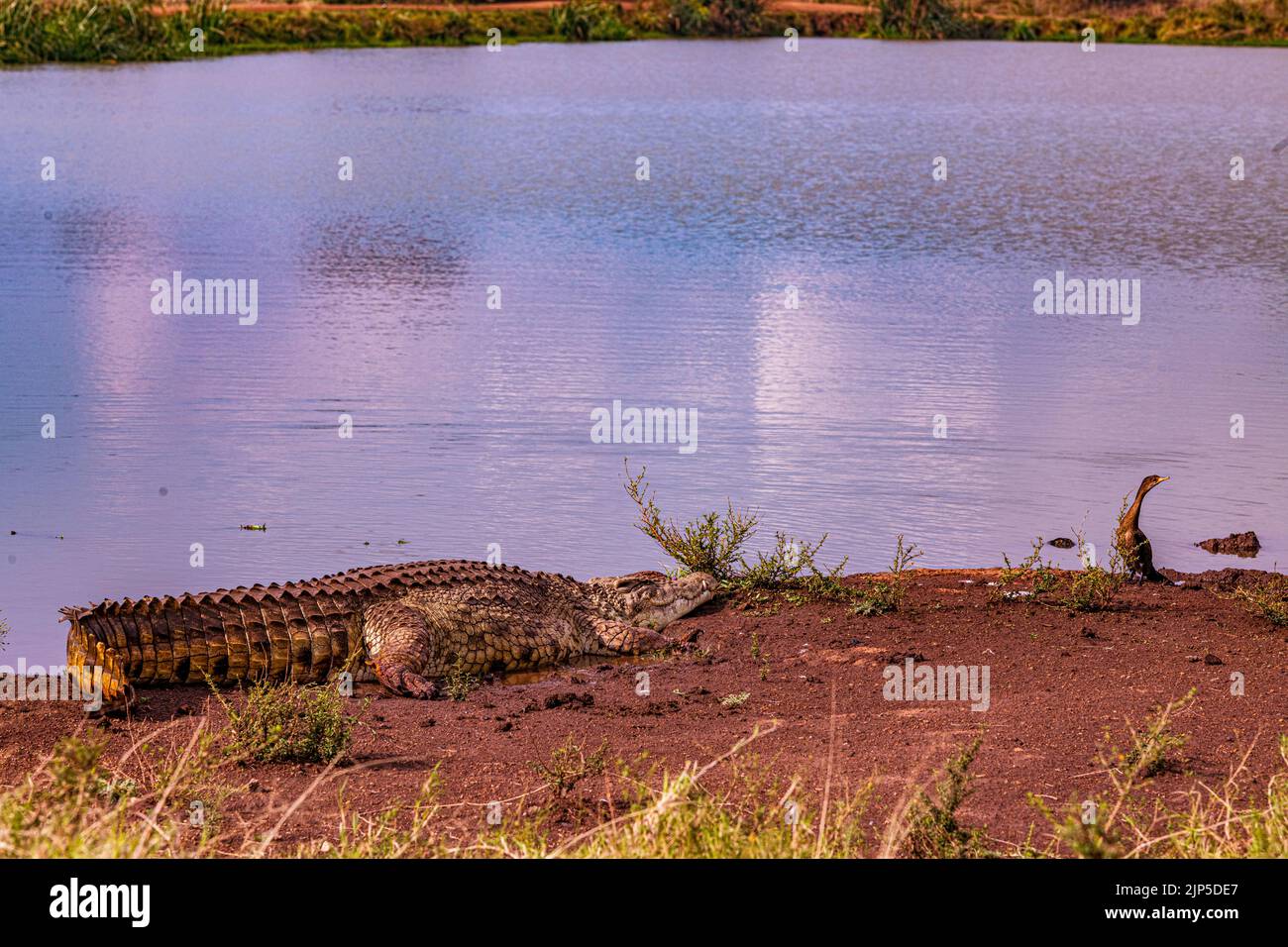 Nairobi National Park Kenya's Capital city Crocodiles or true ...