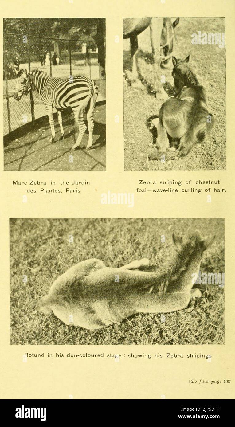 The horse, as comrade and friend Stock Photo - Alamy