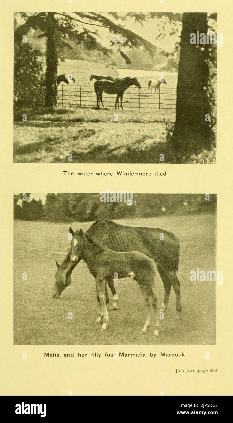 The horse, as comrade and friend Stock Photo - Alamy