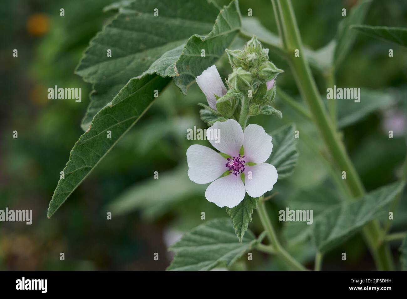 Althea officinalis botanical hi-res stock photography and images - Alamy