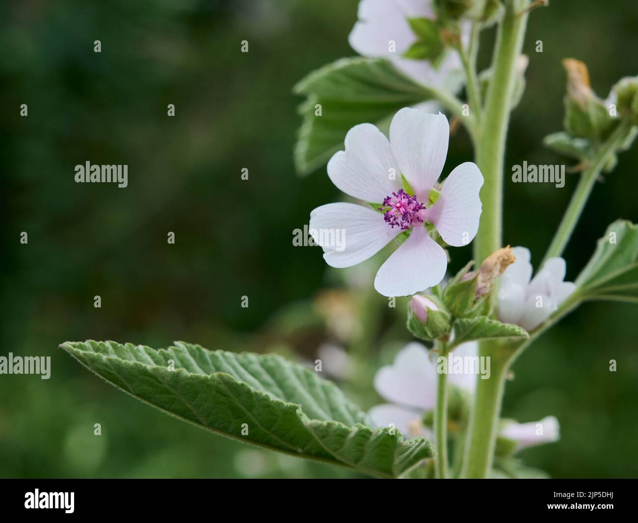 Wild flower Althaea officinalis in the garden Stock Photo - Alamy
