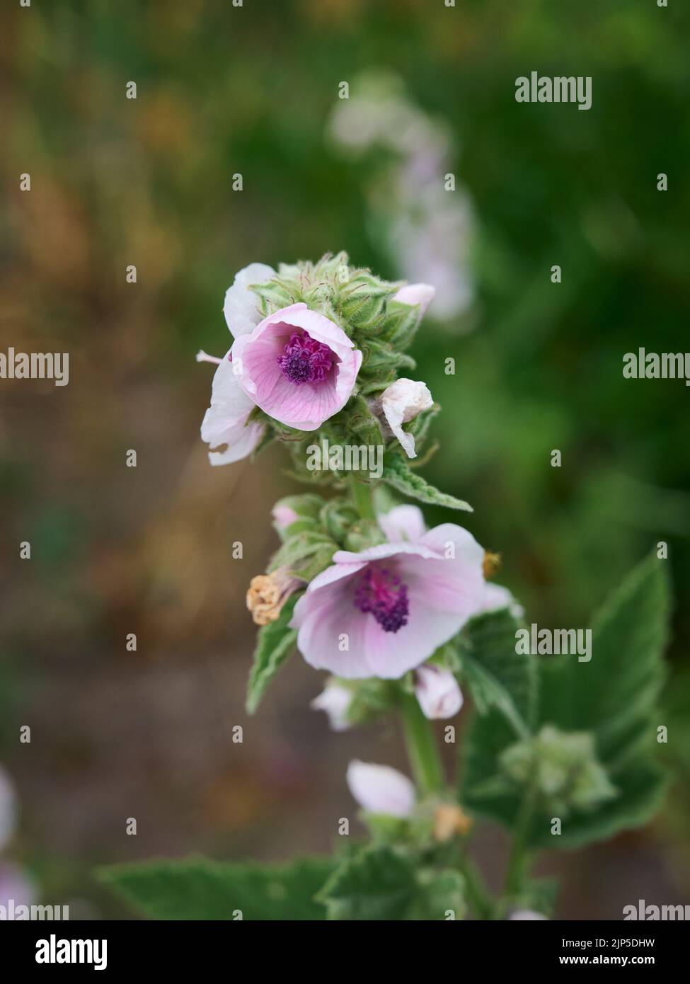 Wild flower Althaea officinalis in the garden Stock Photo - Alamy