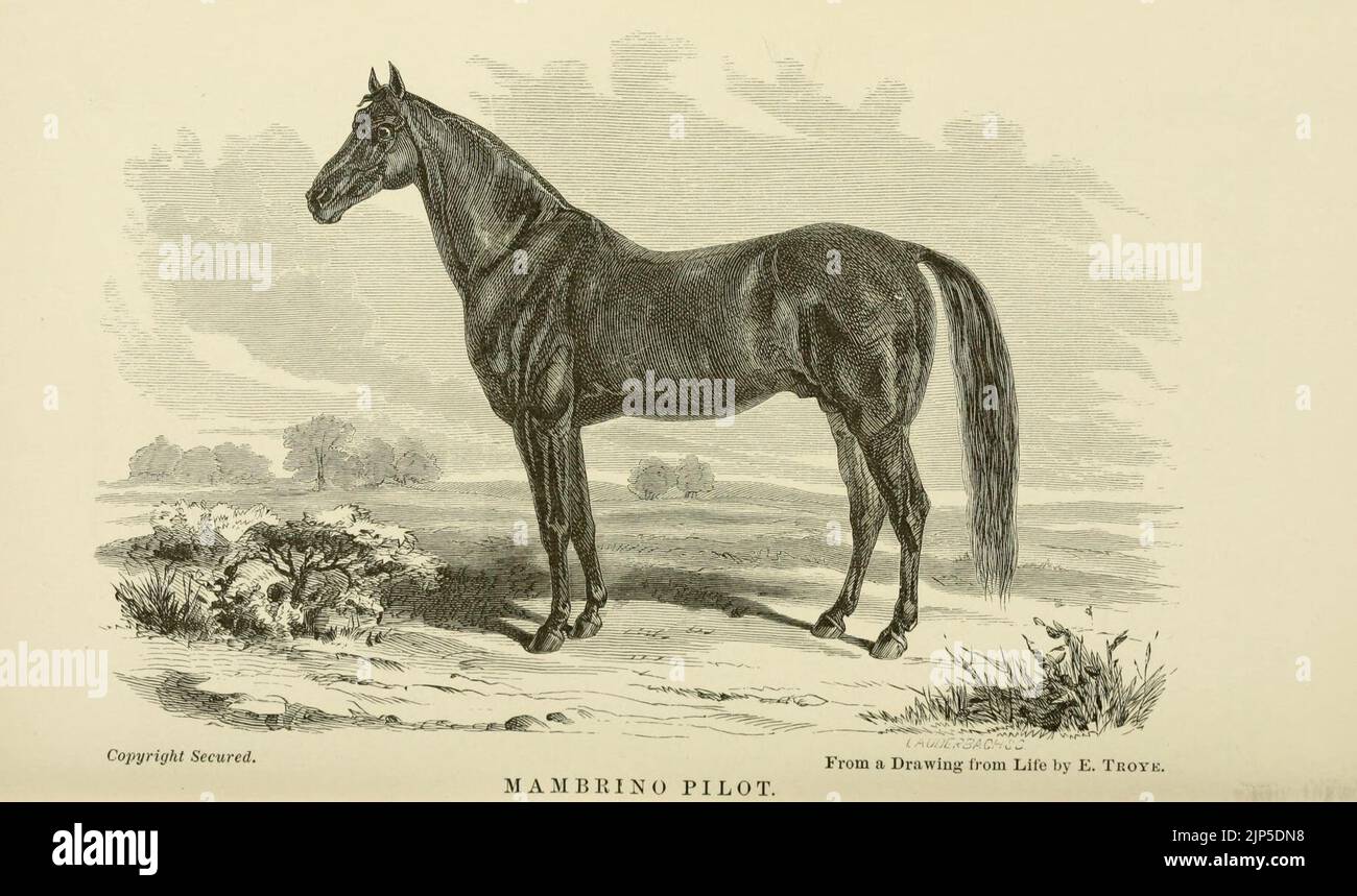 The horse, in the stable and the field Stock Photo - Alamy