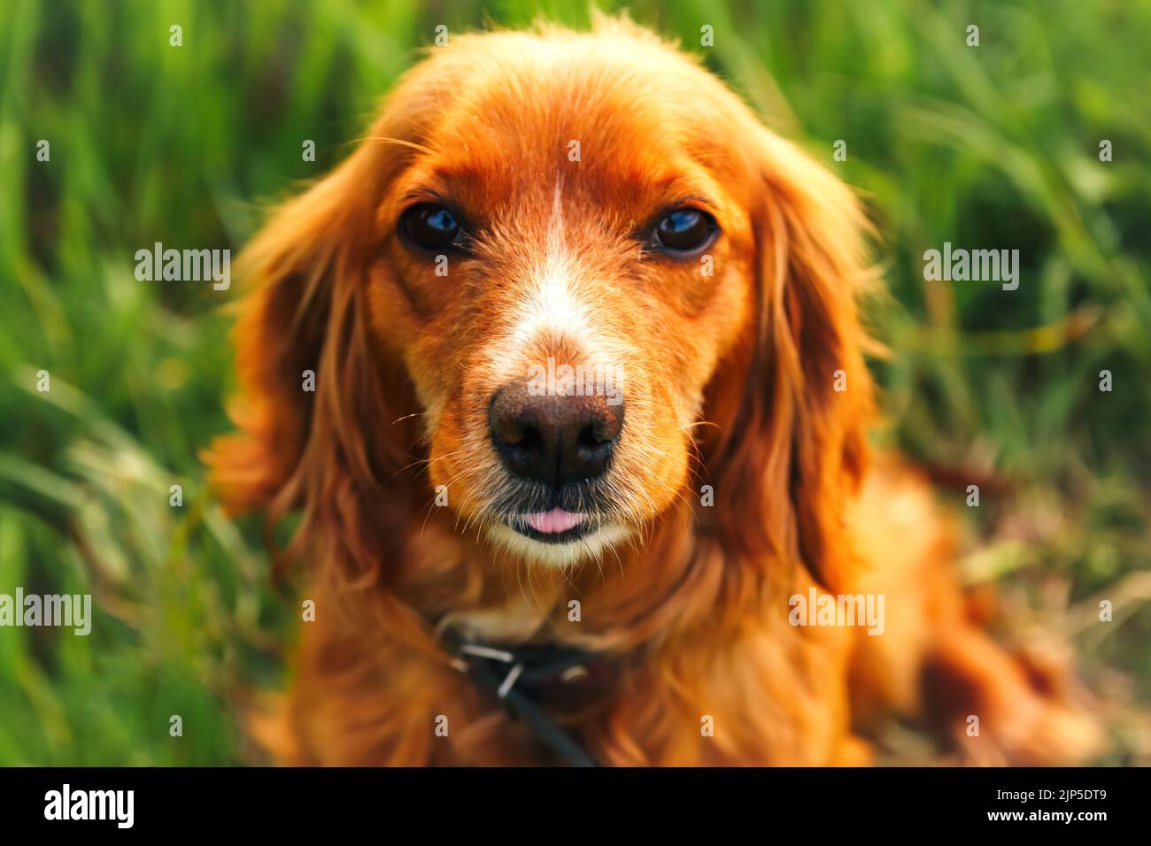 Orange and white english cocker spaniel hi-res stock photography and ...