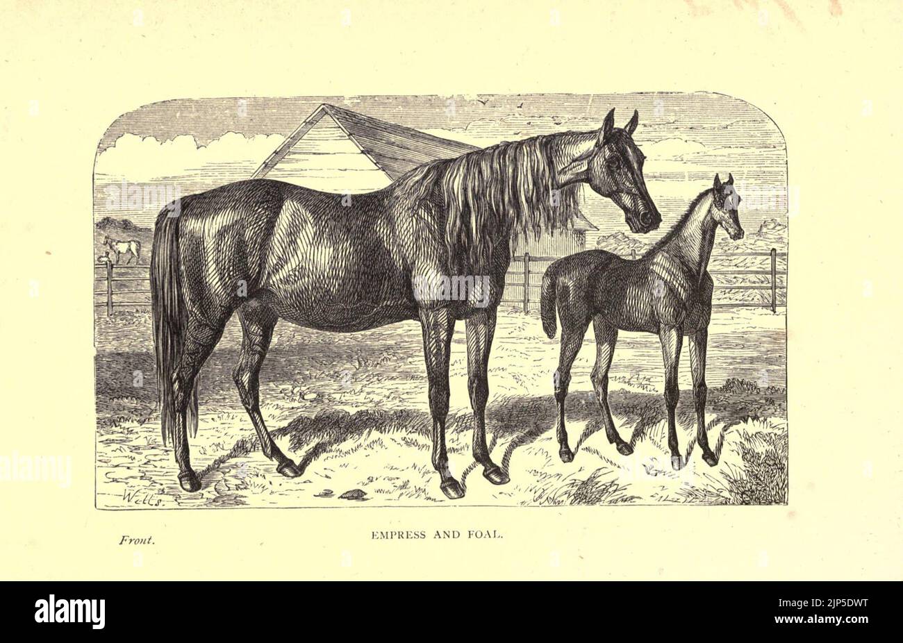 The horseowner and stableman's companion Stock Photo - Alamy