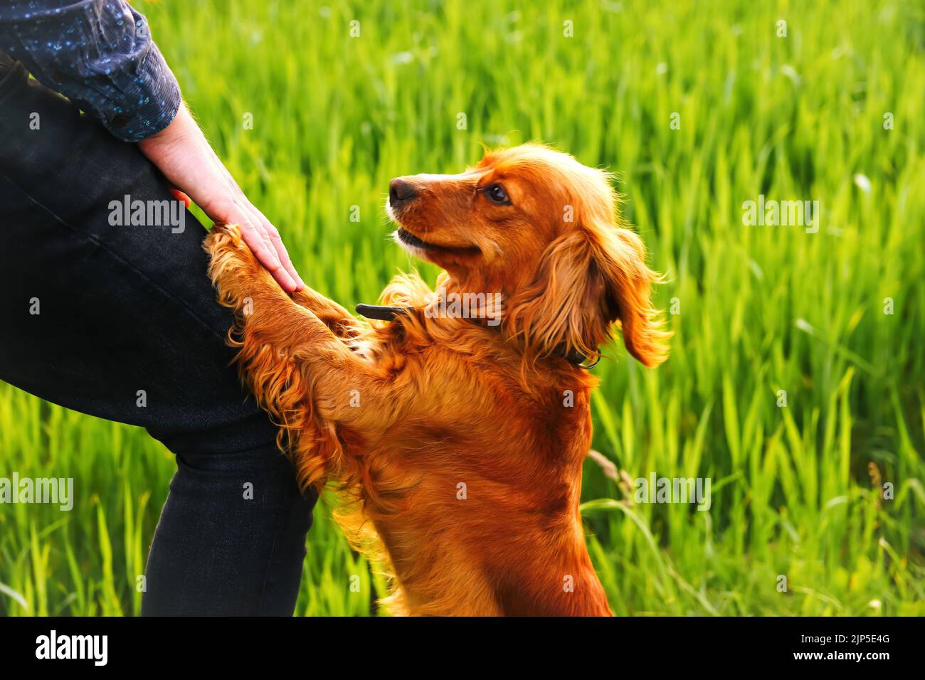 Defocus hand caressing cute homeless dog with sweet looking eyes in ...