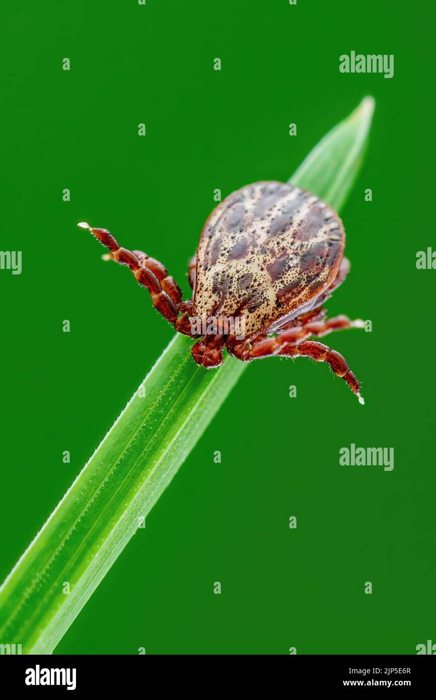 Encephalitis Tick Insect Crawling on Grass. Lyme Borreliosis Disease ...