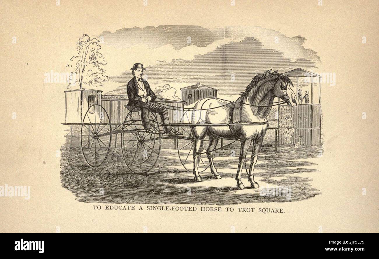 The horse's friend (Page 268 Stock Photo - Alamy