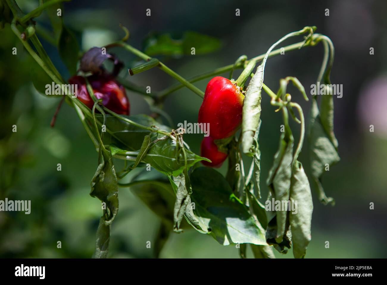 close-up shot of small red bell pepper on branch Stock Photo - Alamy