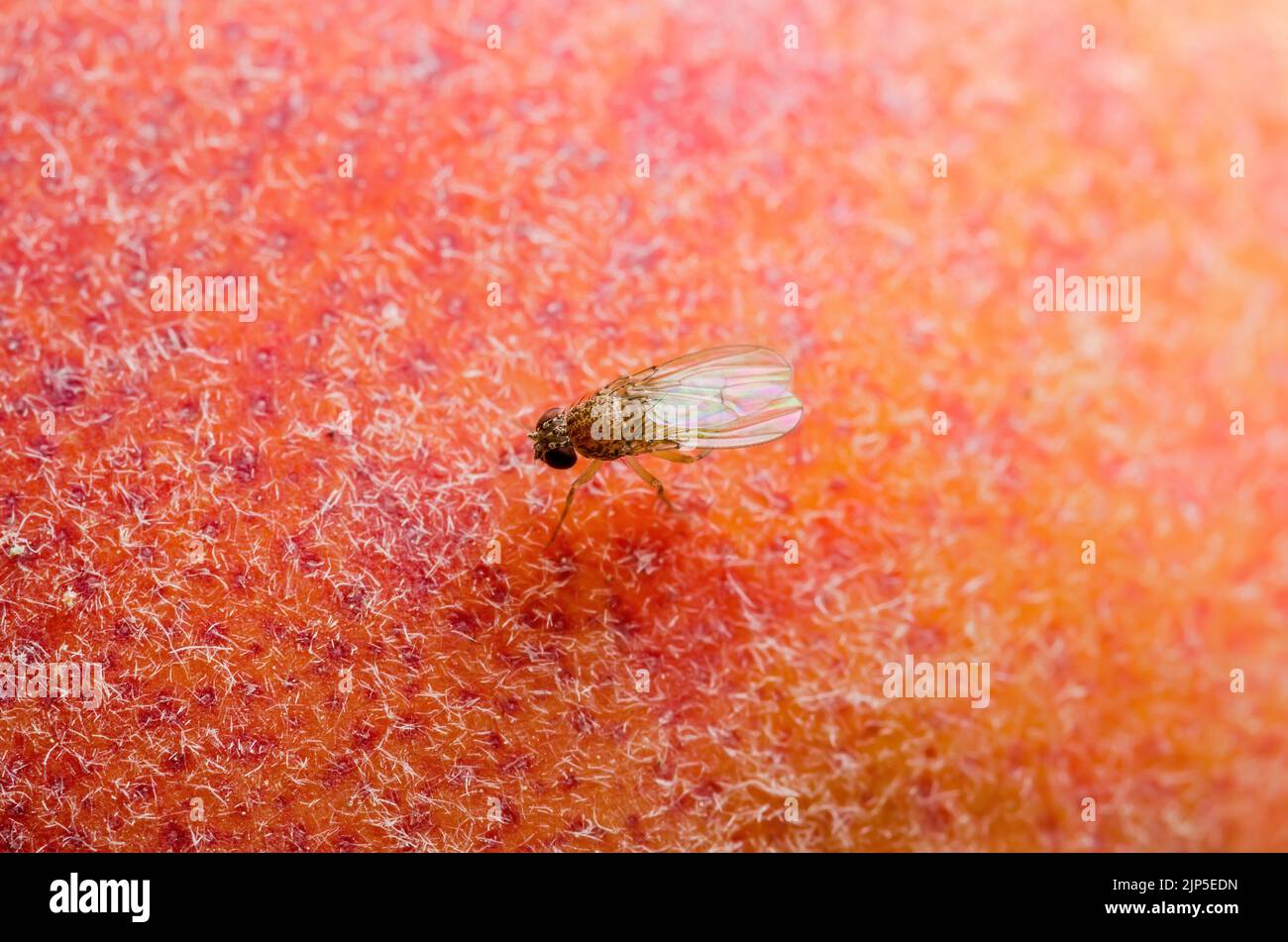 Tropical Fruit Fly Drosophila Diptera Parasite Insect Pest on Ripe ...