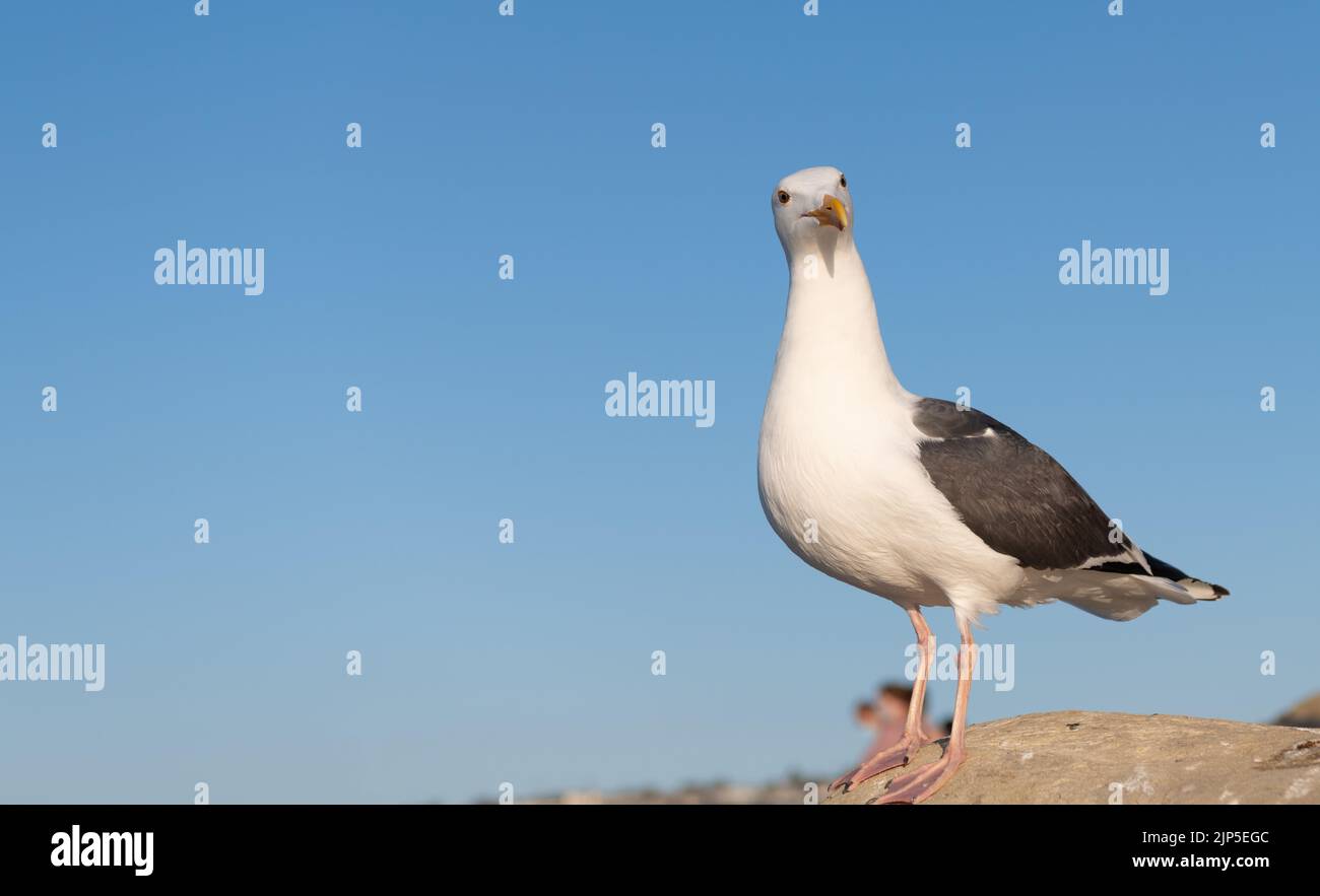 Great black-backed gull bird standing on rock sky background, copy ...