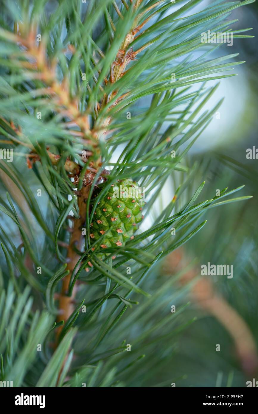 Green Pine Tree Sprout Conifer Cone Strobilus Macro Stock Photo - Alamy
