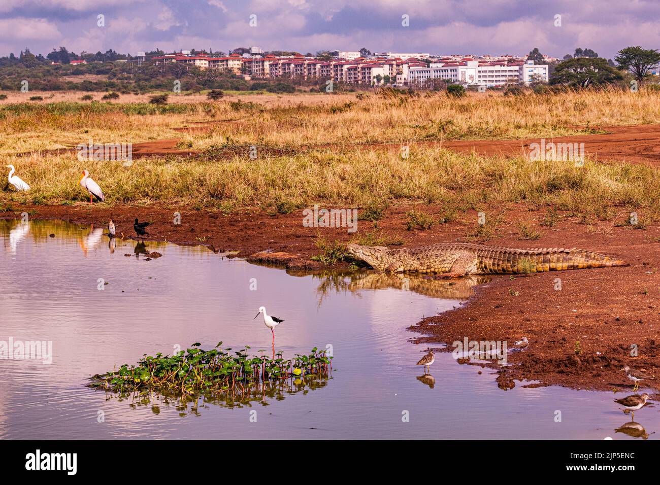 Nairobi National Park Kenya's Capital city Crocodiles or true ...