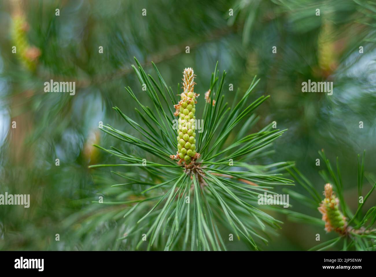 Green Pine Tree Sprout Pollen Macro Stock Photo - Alamy