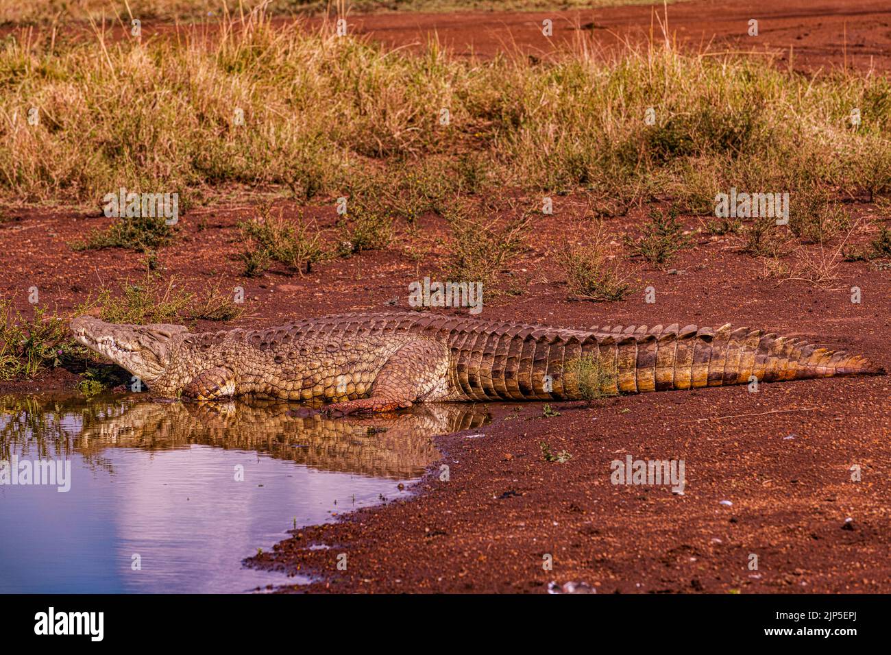 Nairobi National Park Kenya's Capital city Crocodiles or true ...