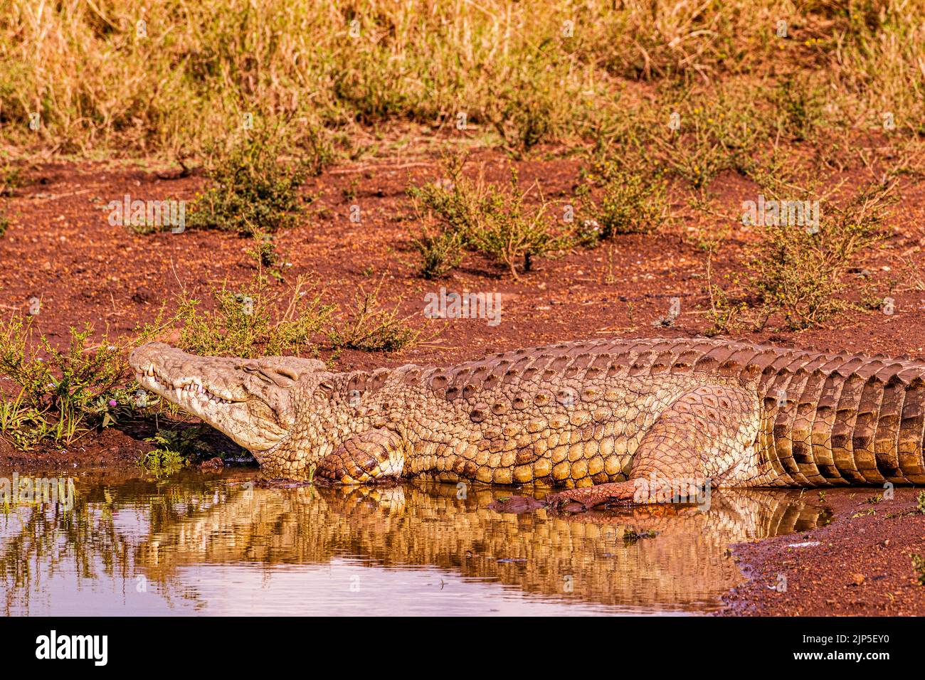 Nairobi National Park Kenya's Capital city Crocodiles or true ...
