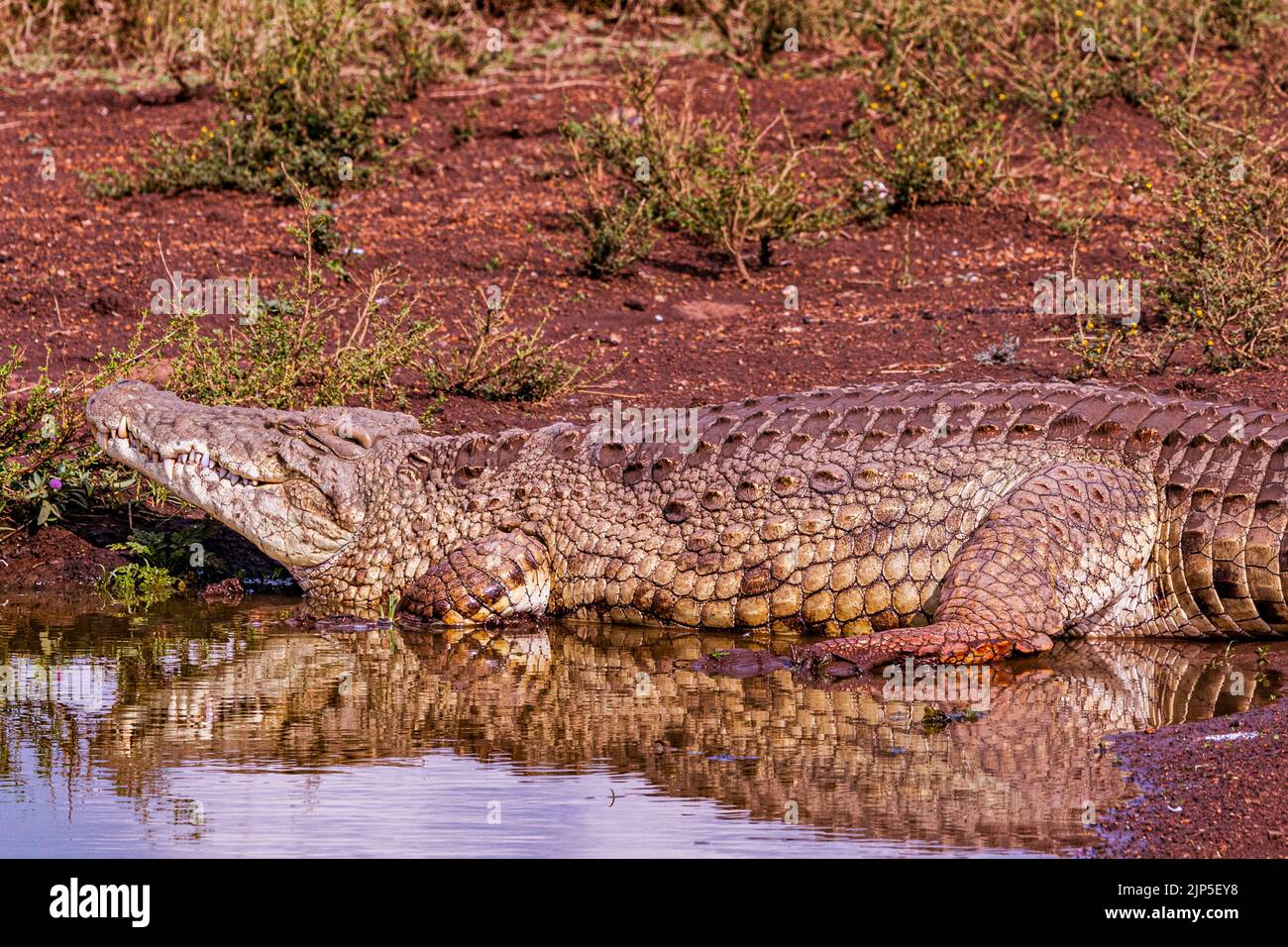 Nairobi National Park Kenya's Capital city Crocodiles or true ...
