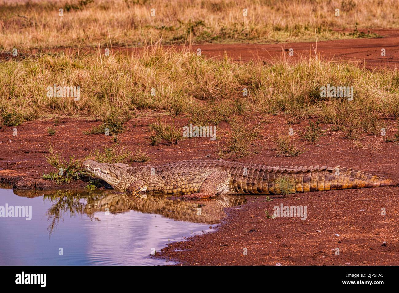 Nairobi National Park Kenya's Capital city Crocodiles or true ...