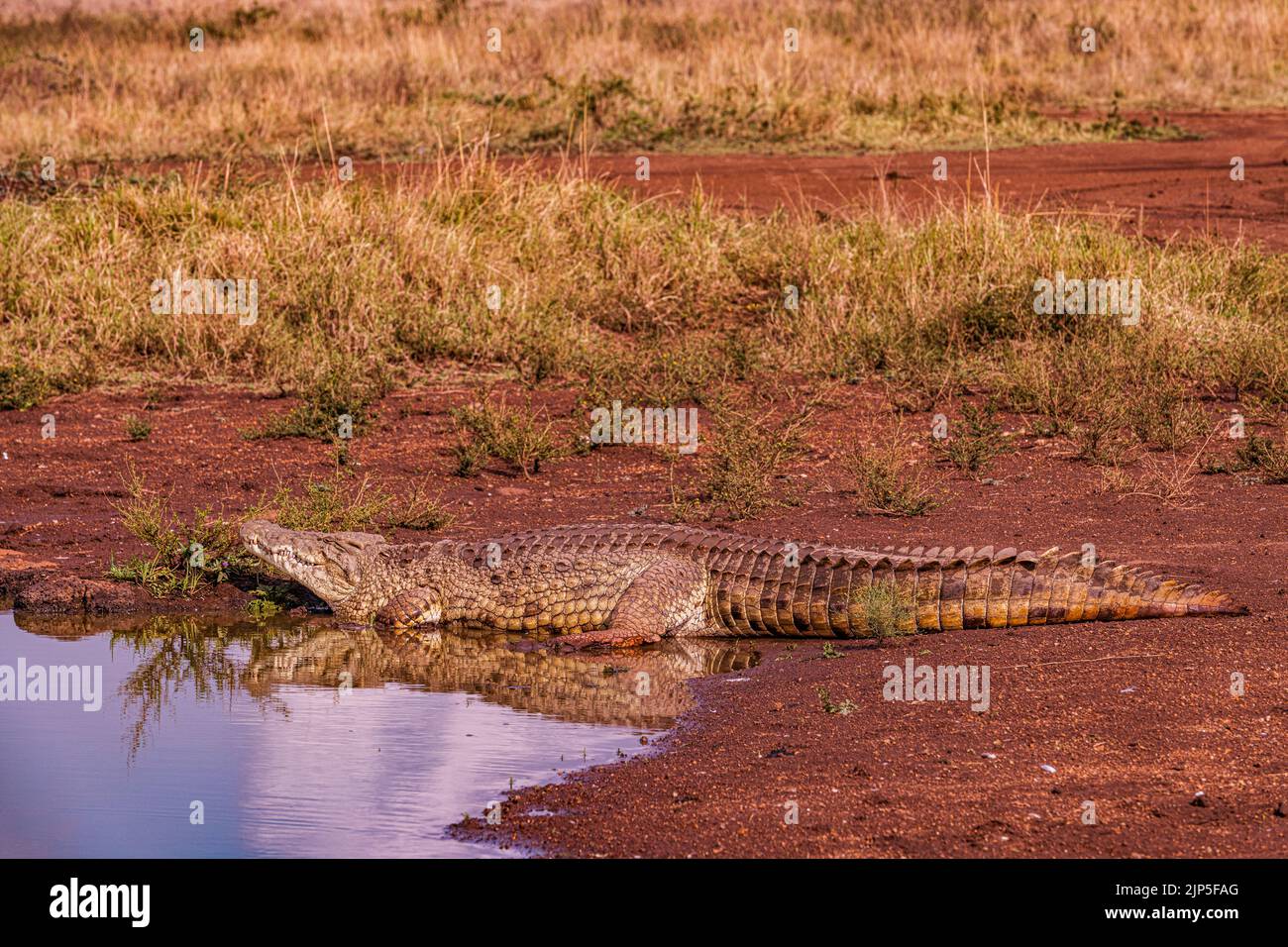Nairobi National Park Kenya's Capital city Crocodiles or true ...