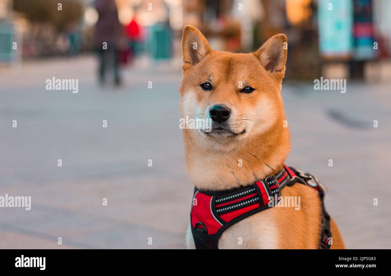 Cute little shiba inu hi-res stock photography and images - Alamy