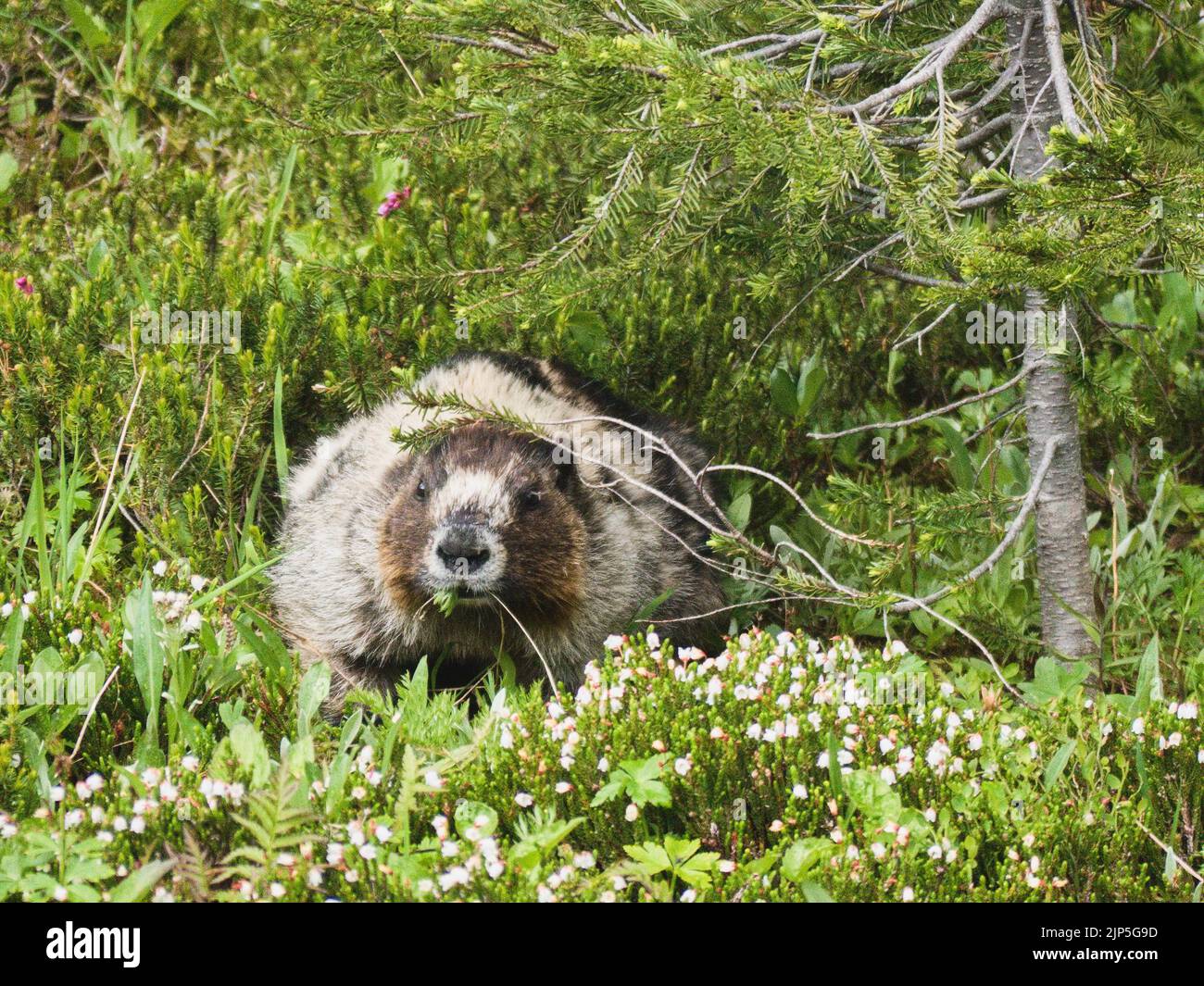 A closeup shot of a gray marmot in the nature surrounded by trees and ...