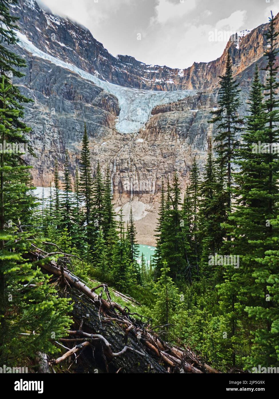 A vertical background of beautiful nature with fir trees,cliff in the ...