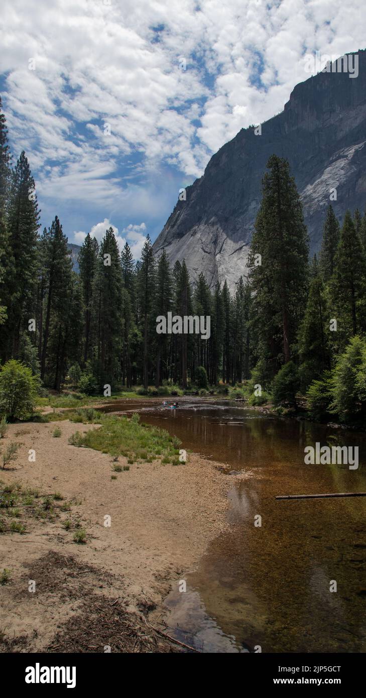 A vertical landscape of beautiful nature with fir trees and a pond with ...