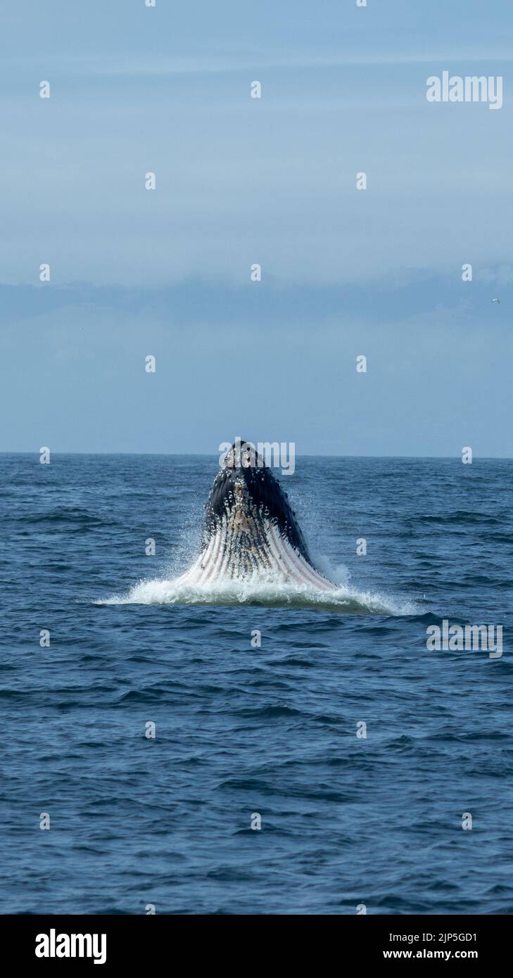 A vertical shot of a whale jumping from the blue ocean leaving water ...