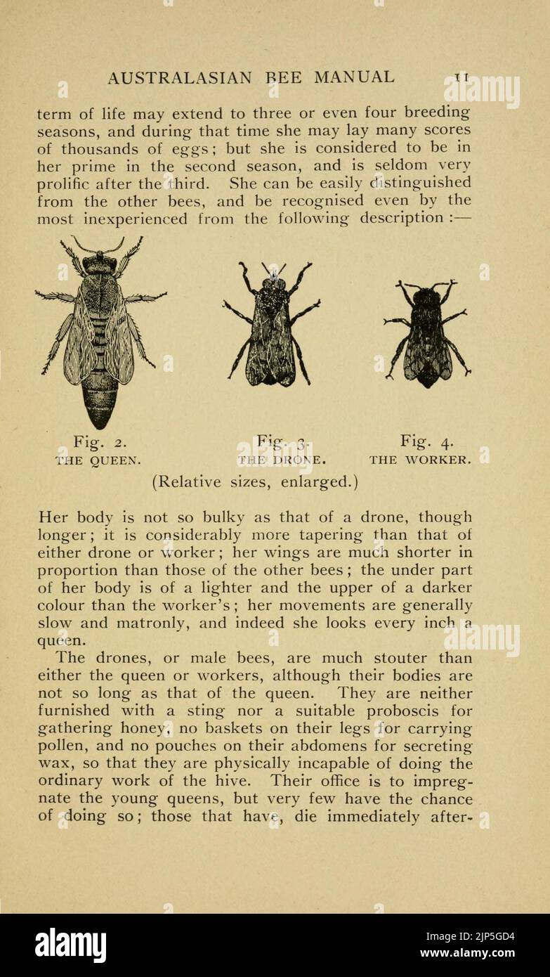 The illustrated Australasian bee manual and complete guide to modern ...