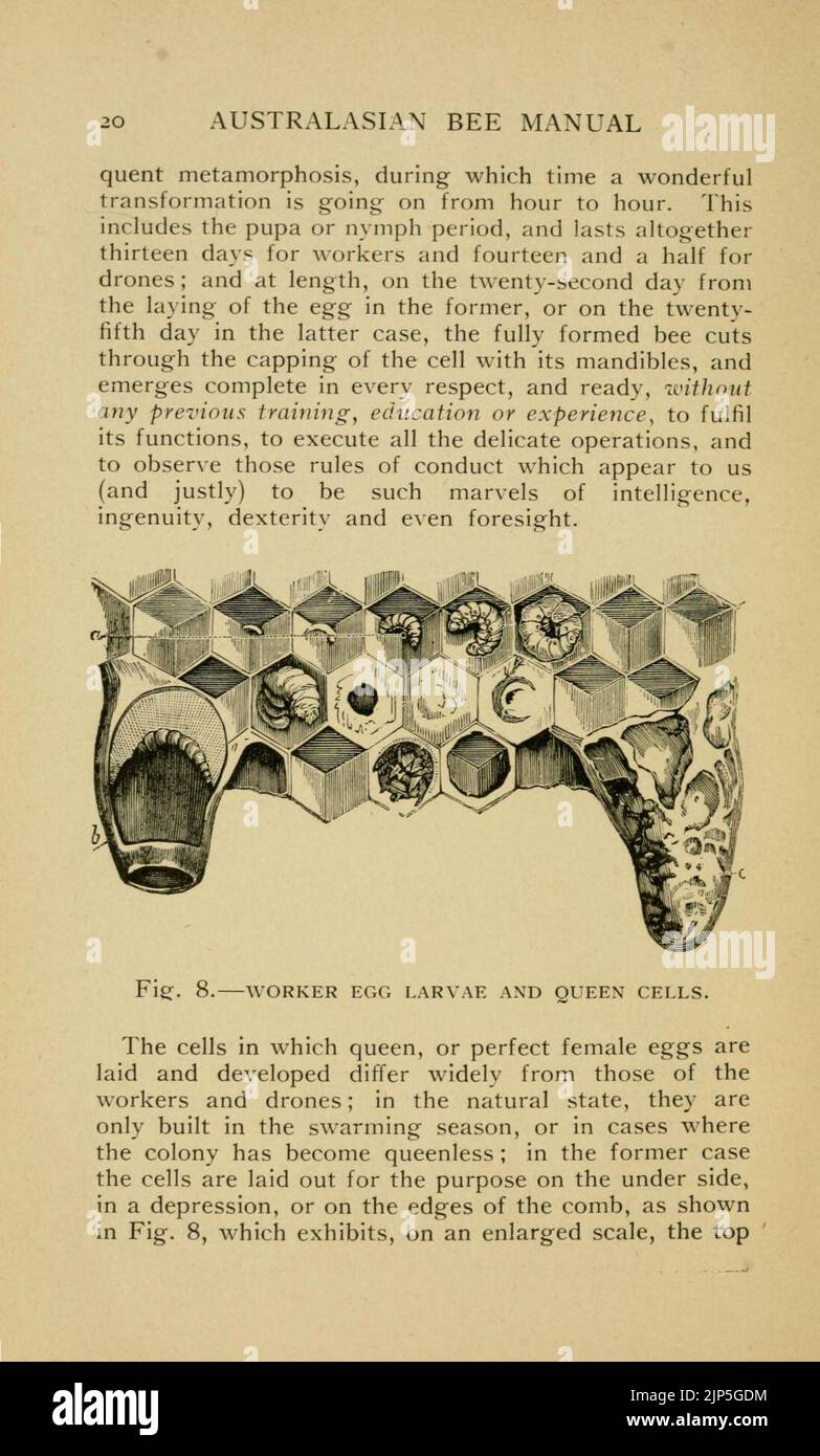 The illustrated Australasian bee manual and complete guide to modern ...