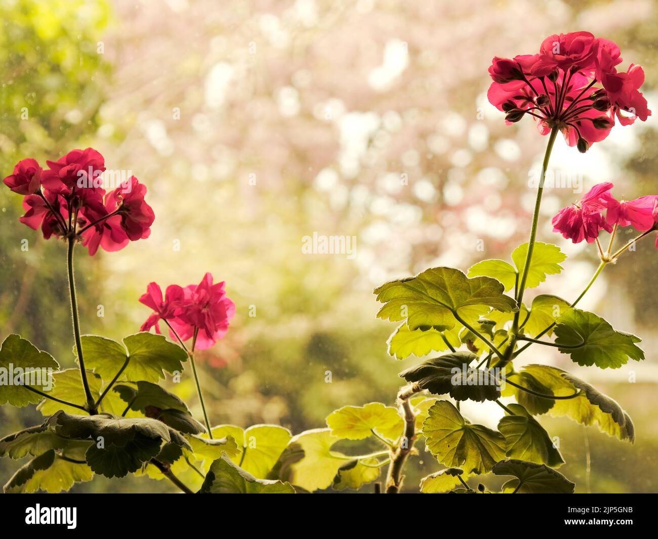 Red blooming geraniums on windowsill, indoor pot plants Stock Photo - Alamy