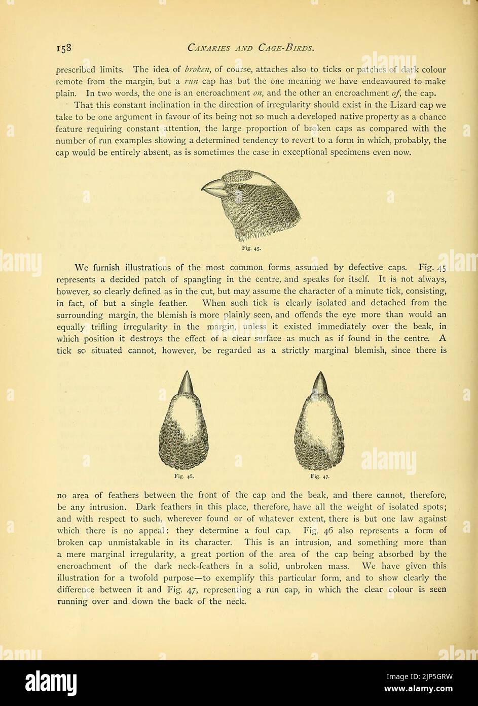 The illustrated book of canaries and cage-birds, British and foreign ...