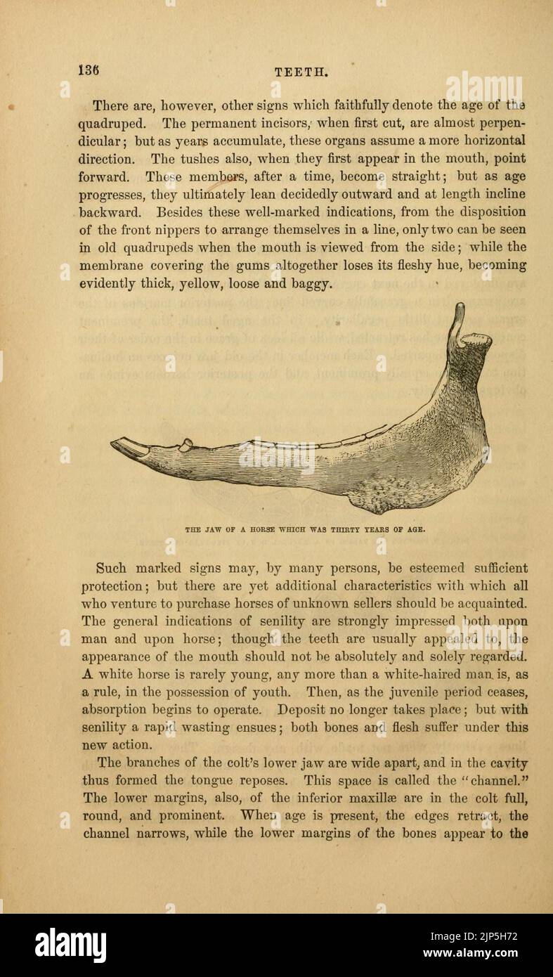 The illustrated horse management (Page 136 Stock Photo - Alamy