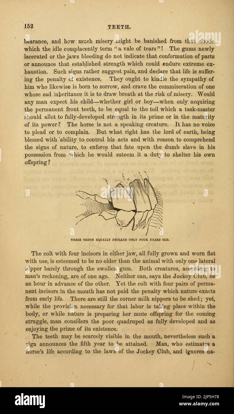 The illustrated horse management (Page 152 Stock Photo - Alamy