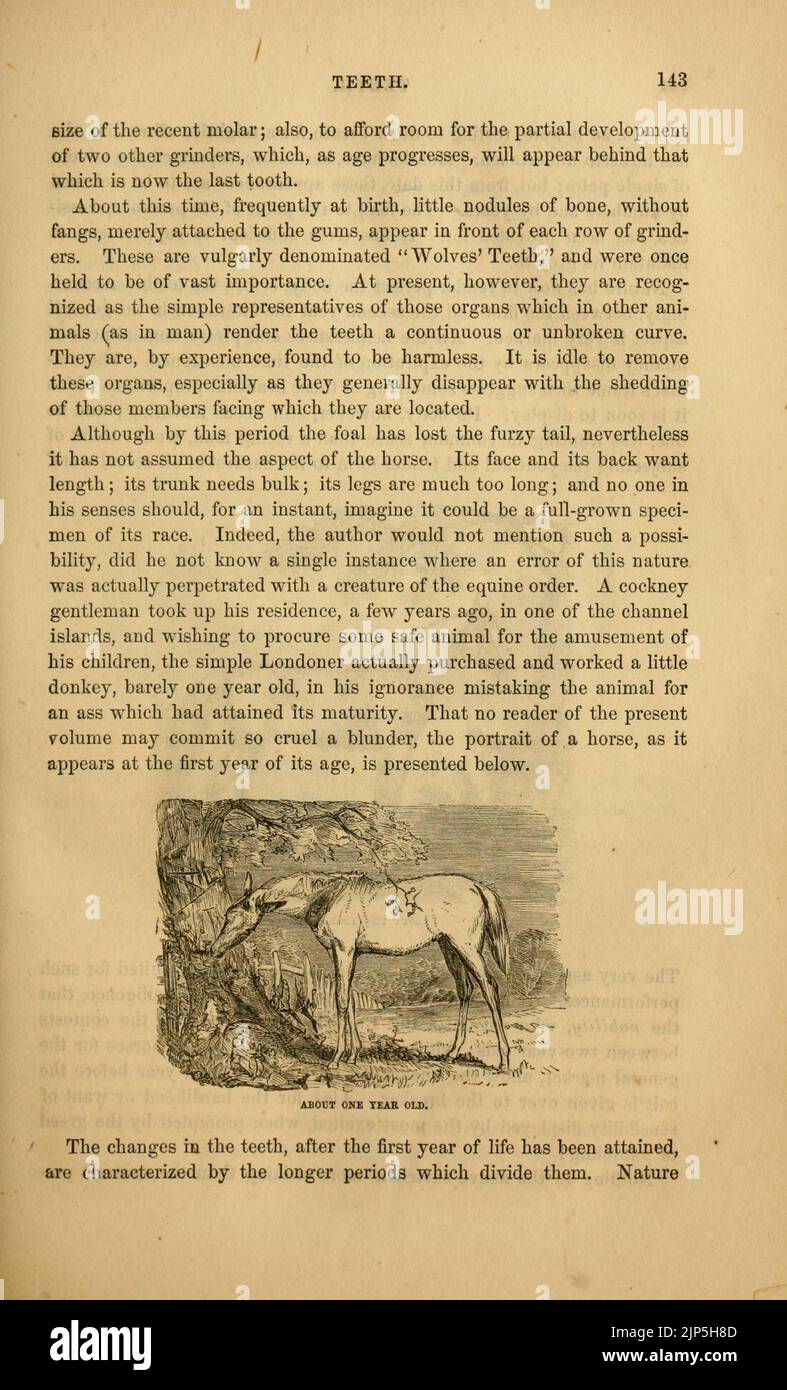 The illustrated horse management (Page 143 Stock Photo - Alamy