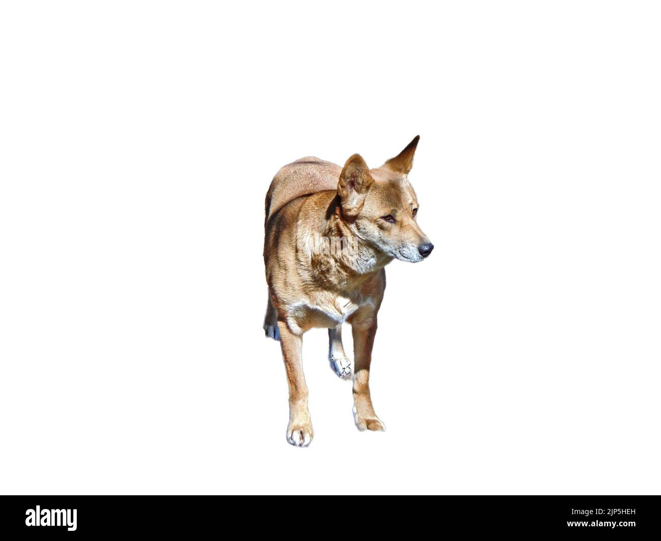 White dingo hi-res stock photography and images - Alamy