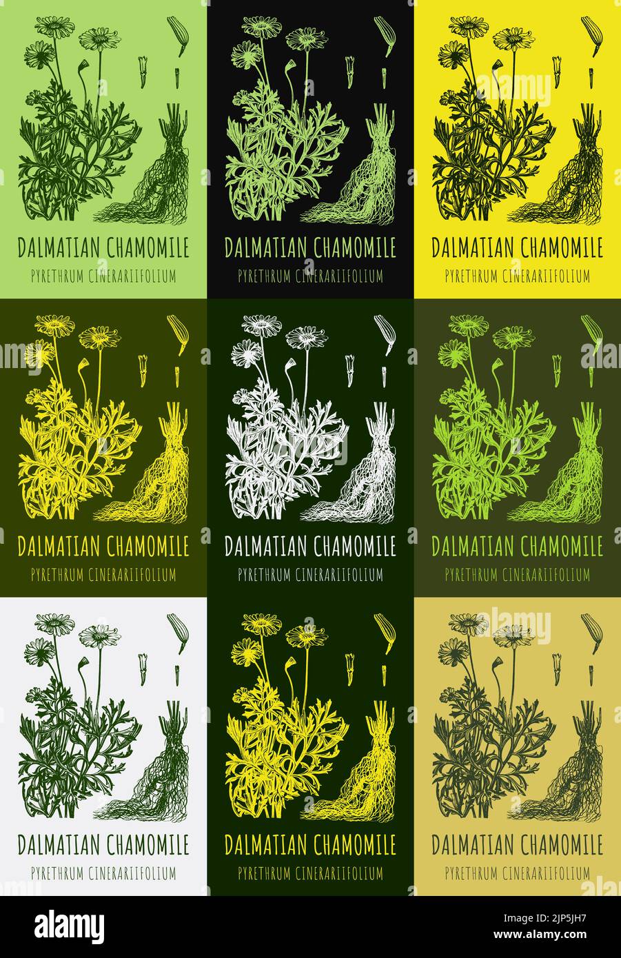 Set of hand drawn illustrations of dalmatian chamomile PYRETHRUM ...