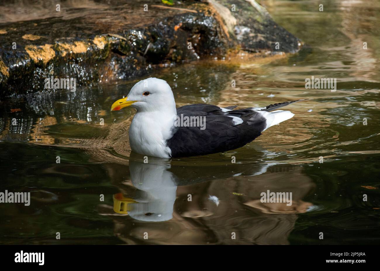 Close -up of a Kelp Gull (Larus dominicanus) in Sydney, NSW, Australia ...