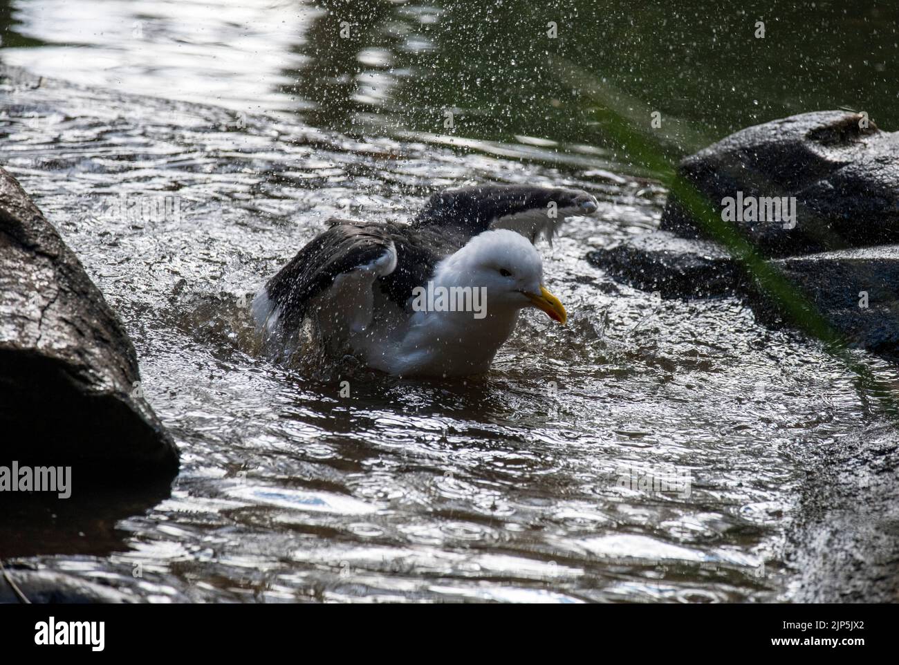 A Kelp Gull (Larus dominicanus) splashes water over its back in Sydney ...