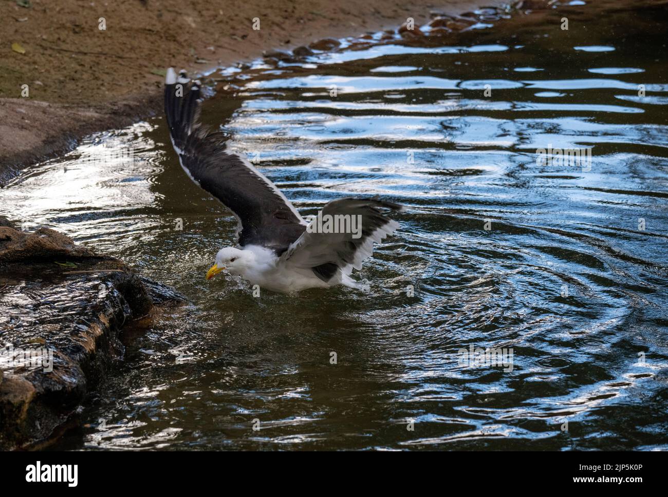 A Kelp Gull (Larus dominicanus) splashes water over its back in Sydney ...