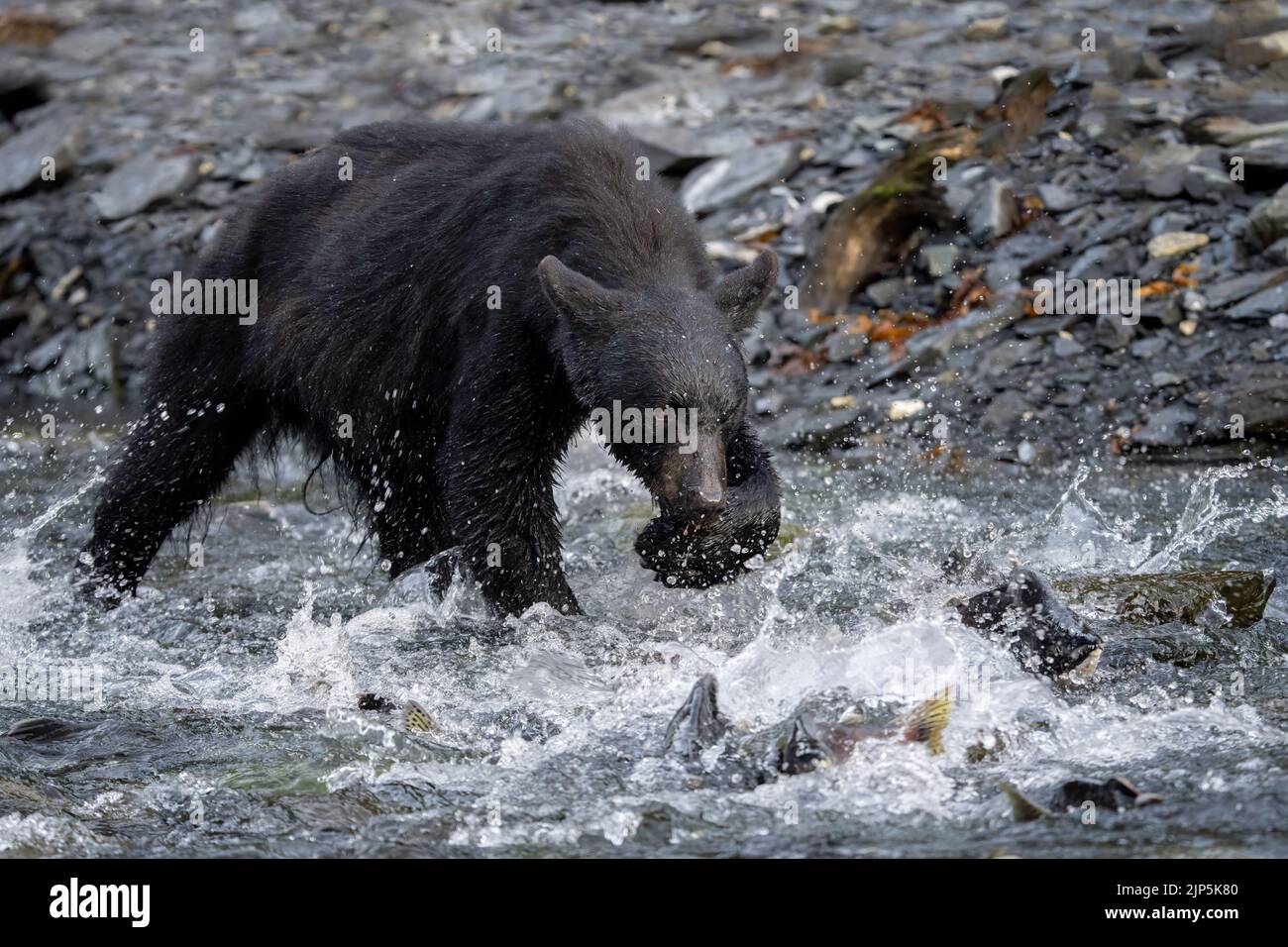 Black Bear Chasing Salmon Stock Photo - Alamy